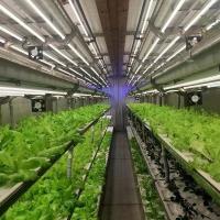 China 40 Feet Container Farming Plant Factory For Hydroponic Growing Lettuce Leaf Vegetable Growing for sale