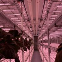 China 40 Feet Container Farming Plant Factory For Hydroponic Growing Lettuce Leaf Vegetable Growing for sale