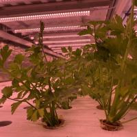 China 40 Feet Container Farming Plant Factory For Hydroponic Growing Lettuce Leaf Vegetable Growing for sale