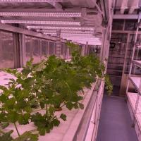 China 40 Feet Container Farming Plant Factory For Hydroponic Growing Lettuce Leaf Vegetable Growing for sale