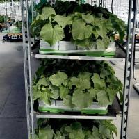 China 1350x565x1900mm Display Plant Flower Cart  Nursery Cart With 5 Levels for sale