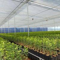 China 4.3m 55% Shading Rate Aluminum Foil Shade Net Shade Screen  Shadow Cloth For Inner Shading System for sale