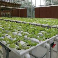 China 100x50mm Nft Hydroponic Gutter System Rain Pvc Channels Grow System For Lettuce Strawberry for sale