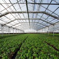 China Automatic Light Deprivation Greenhouse Blackout System Greenhouse For Medical Plants for sale