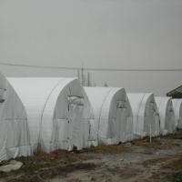 China Agriculture Hot Dip Galvanized Steel Framework Panda Film Greenhouse Mushroom Cultivation for sale