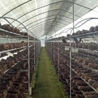 China Strong Polytunnel Greenhouse 3m X 2m 9m 10m Growing Mushroom Natural Ventilation Shade Net for sale