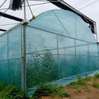 China 8m Wide Span Tomato Greenhouse Farming Commercial Poly Tunnel With Shading System Spray Irrigation System for sale