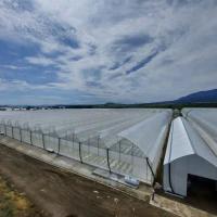 China Multi Span Agriculture Greenhouse Sawtooth With Cooling System Nursery Seedbed System for sale