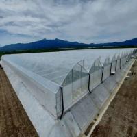 China 3m-6m Tropical Sawtooth Greenhouse Gutter Connected Steel Framework For Hydroponic Roses for sale
