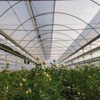 China 3m-6m Tropical Sawtooth Greenhouse Gutter Connected Steel Framework For Hydroponic Roses for sale