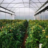 China 3m-6m Tropical Sawtooth Greenhouse Gutter Connected Steel Framework For Hydroponic Roses for sale