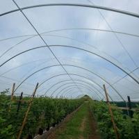 China Multi-Span Structure Greenhouse Commercial Modern Bluberry Hoop Green House With Film Covering for sale