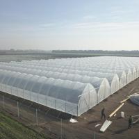 China Multi-Span Structure Greenhouse Commercial Modern Bluberry Hoop Green House With Film Covering for sale