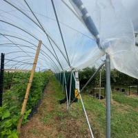 China Multi-Span Structure Greenhouse Commercial Modern Bluberry Hoop Green House With Film Covering for sale