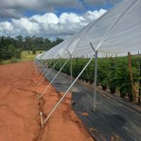 China Multi-Span Structure Greenhouse Commercial Modern Bluberry Hoop Green House With Film Covering for sale