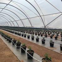 China Uv Resistant Polyethylene Berry Hoop Film Greenhouse With Door Keep Warm Growing Strawberry Blueberry for sale