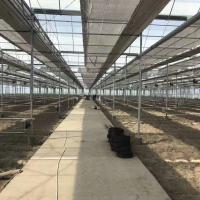 China 6m 7m 8m 9m Span Clear Plastic Film Greenhouse Vegetable Farming Tomatoes Pepper Lettuce for sale