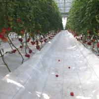 China Agriculture Polycarbonate Sheet Greenhouse For Tomato Farming for sale