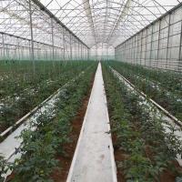 China 12x20 12 X 8 12 X 6  Polycarbonate Greenhouse With Cooling System And Heating System Roof Film Side for sale
