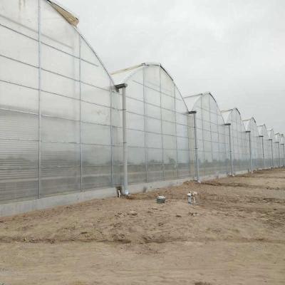 China Agriculture Polycarbonate Sheet Greenhouse For Tomato Farming for sale