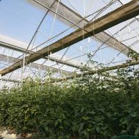 China Steel Frame Polycarbonate Greenhouse For Vegetables Multi Span PC Board Greenhouse Agriculture Outdoor for sale