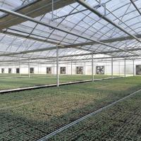 China 1.7m 1.8m Welded Wire Mesh Steel Rolling Benches Table Seedbed For Vegetable Nursery Seedling In Greenhouse for sale