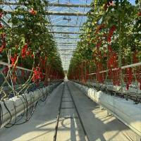 China 9.6m 10.8m 12m span venlo prefab glass greenhouse indoor for vegetable hydroponic for sale