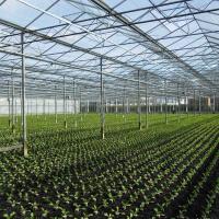 China 9.6m 10.8m 12m span venlo prefab glass greenhouse indoor for vegetable hydroponic for sale