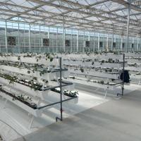 China Water Production Agricultural Greenhouse Manufacturer Growing Hydroponic System Rooling Bench System for sale
