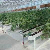 China Water Production Agricultural Greenhouse Manufacturer Growing Hydroponic System Rooling Bench System for sale