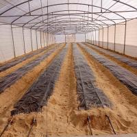 China Wave Plate Heavy Duty Polytunnel Plastic Head Roof Yellow Film Vegetable Growing for sale