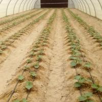 China Industrial Poly Tunnels For Gardens Head Roof Yellow Film Tunnel Greenhouse Plastic for sale