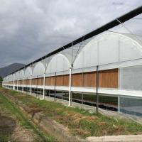 China Large Size Clear Plastic Film Greenhouse Multi Span  3-6m Gutter Height Galvanized Steel Greenhouse for sale