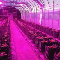 China Automatic Light Deprivation Greenhouse Blackout System Greenhouse For Medical Plants for sale