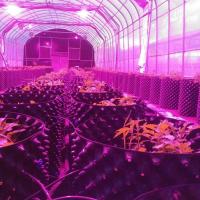 China Automatic Light Deprivation Greenhouse Blackout System Greenhouse For Medical Plants for sale