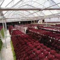 China Vertical Nft Hydroponic Growing Channel Grow System For Lettuce Salad Vegetables for sale