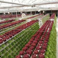 China Vertical Nft Hydroponic Growing Channel Grow System For Lettuce Salad Vegetables for sale