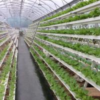 China Vertical Nft Hydroponic Growing Channel Grow System For Lettuce Salad Vegetables for sale