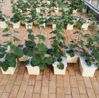 China Pp Soilless Hydroponic System Medium 30x25x23cm Beige Dutch Bucket Growing Tomatoes Cucumber Zucchini for sale