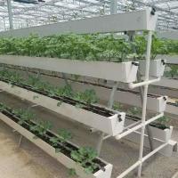China Strawberry Hydroponic Growing System Vertical Planting Cultivation PVC Gutter Indoors For Home for sale