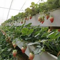 China Strawberry Hydroponic Growing System Vertical Planting Cultivation PVC Gutter Indoors For Home for sale