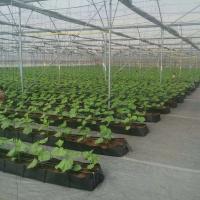 China Soilless Growing System PP Growing Trough Colletcing Trough Black Growing Tomatoes Rose Cucumbers for sale