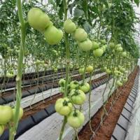 China Soilless Growing System PP Growing Trough Colletcing Trough Black Growing Tomatoes Rose Cucumbers for sale
