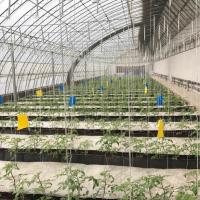 China Soilless Growing System PP Growing Trough Colletcing Trough Black Growing Tomatoes Rose Cucumbers for sale