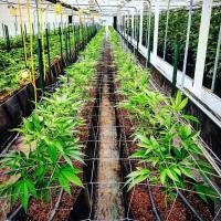 China Soilless Growing System PP Growing Trough Colletcing Trough Black Growing Tomatoes Rose Cucumbers for sale