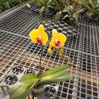 China 1.735m Greenhouse Rolling Tables PE Material Rolling Top Greenhouse Benches For Rose Orchid for sale