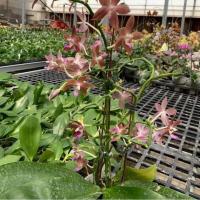 China 1.735m Greenhouse Rolling Tables PE Material Rolling Top Greenhouse Benches For Rose Orchid for sale