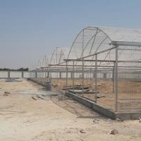 China 10 X 6 10 X 20 10 X 12  10' X 10 Clear Polycarbonate Greenhouse Wave Sheet Yellow Film Growing Lettuce Leaf Vegetable for sale