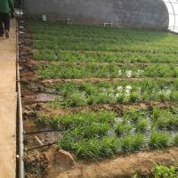China Diameter 16mm PE Drip Tape  Drip Irrigation For Greenhouse Farm Irrigation Fertigation System for sale