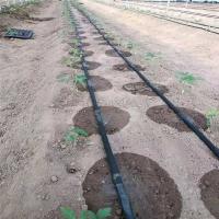 China 30cm 40cm 50cm Spacing PE Drip Pipe Irrigation For Vegetable Fruits Flower Fertigation Irrigation System for sale